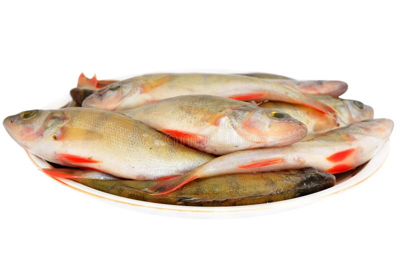 De vissen van Rudd stock afbeelding. Image of dieet, chordata - 26444279