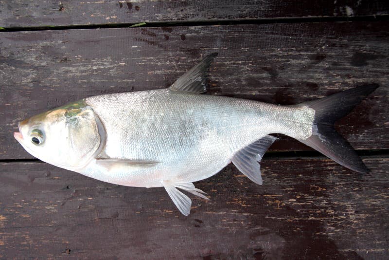 Zilveren Geïsoleerde Karpervissen (Hypophthalmichthys Molitrix). Stock ...