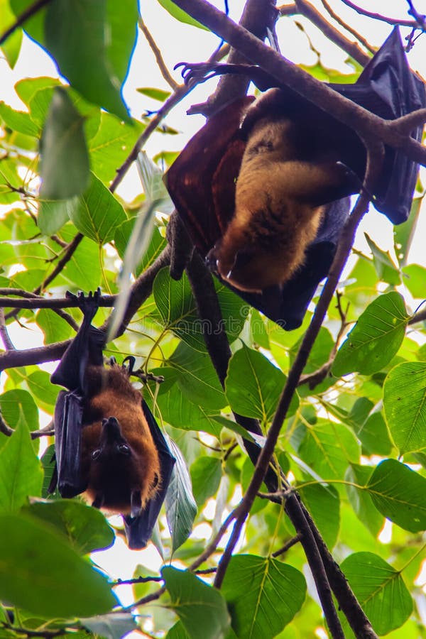 De Vleerhond Van Lyle, Pteropus-vampyrus, Pteropus-lylei of Khangka ...