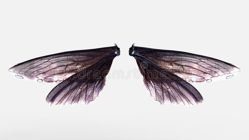 Vleugels Van Insect Met Het Knippen Van Weg Stock Foto - Image of ...