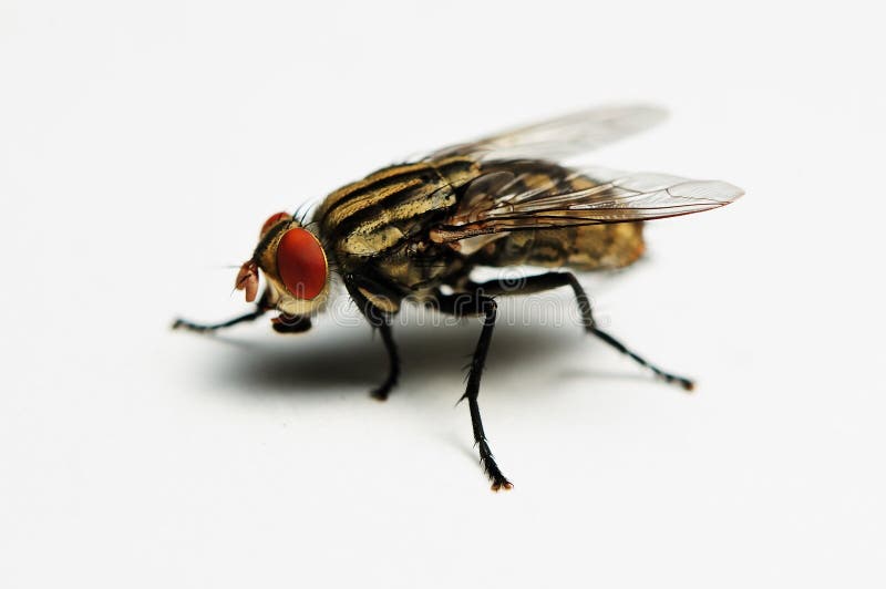 Insect- Vlieg stock afbeelding. Image of sluit, installatie - 19586945