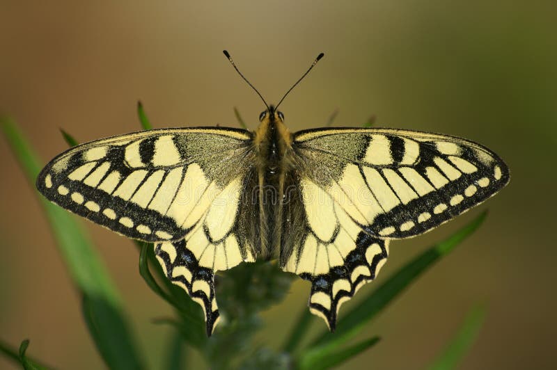 De Rode Vlinder Van Heliconiusdora Stock Afbeelding - Image of vliegen ...