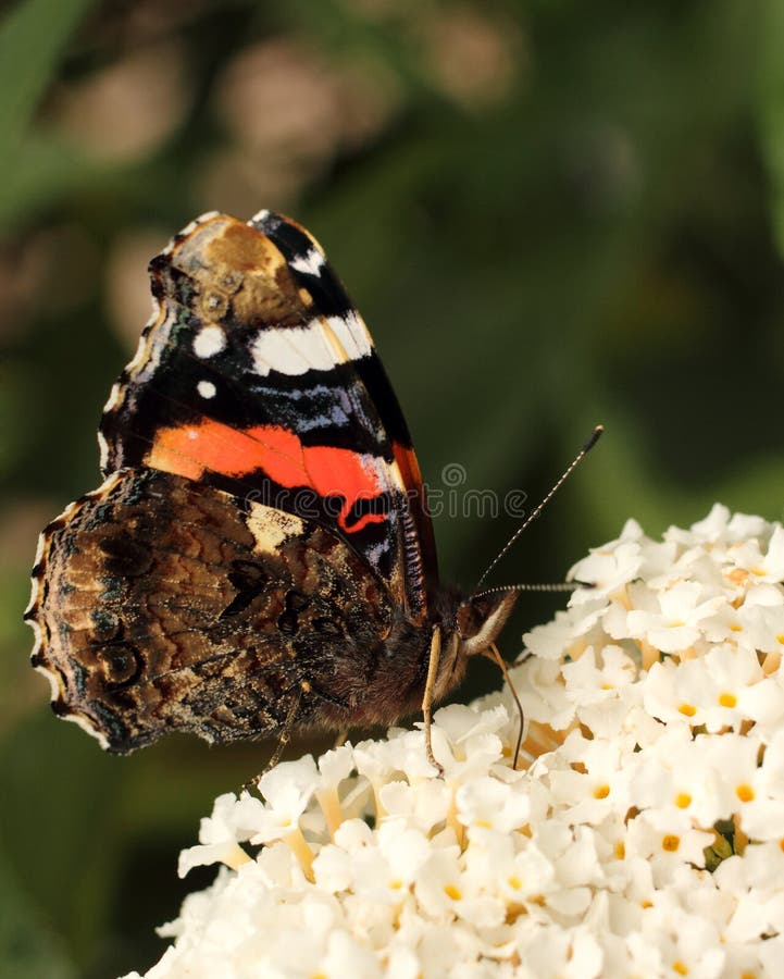 De Vlinder Van De Admiraalvlinder Stock Foto - Image of tuin, schelp ...