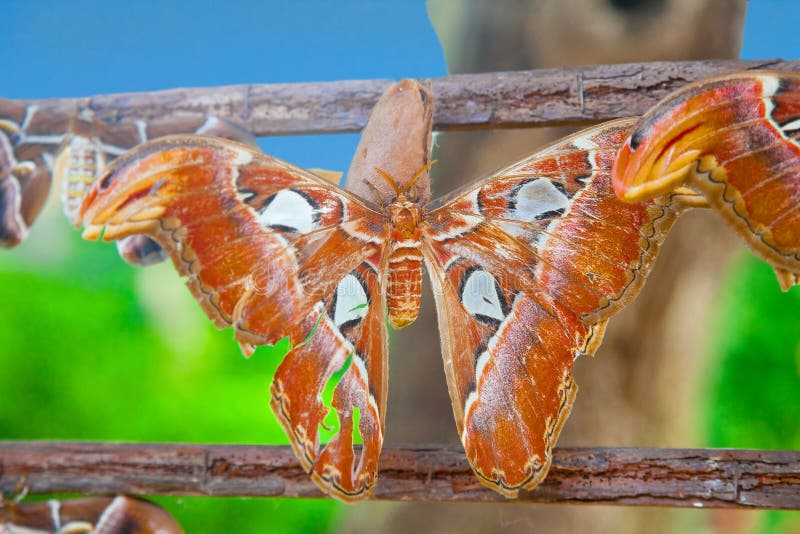 Atlasvlinder in De Natuurlijke Atlas Van Habitatattacus Stock Foto ...