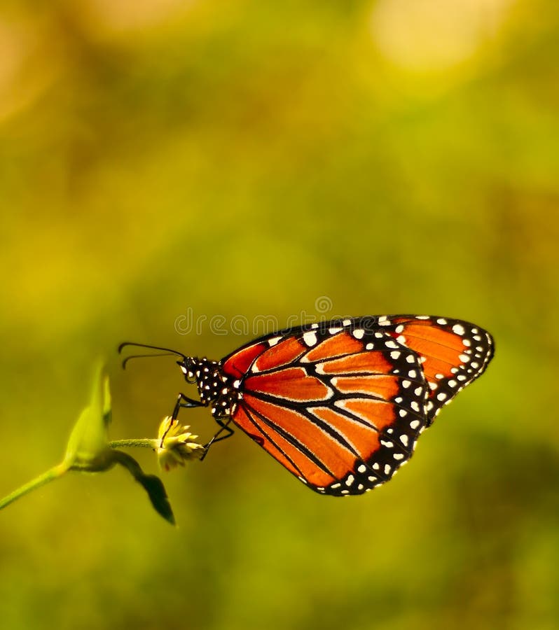 De vlinder van de monarch stock afbeelding. Image of tuin - 1593497