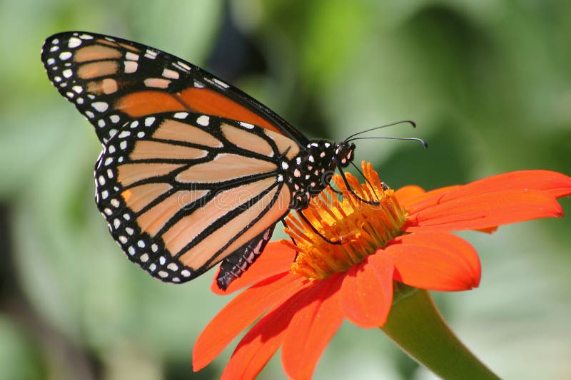 De Vlinder van de monarch stock foto. Image of monarch - 9485390