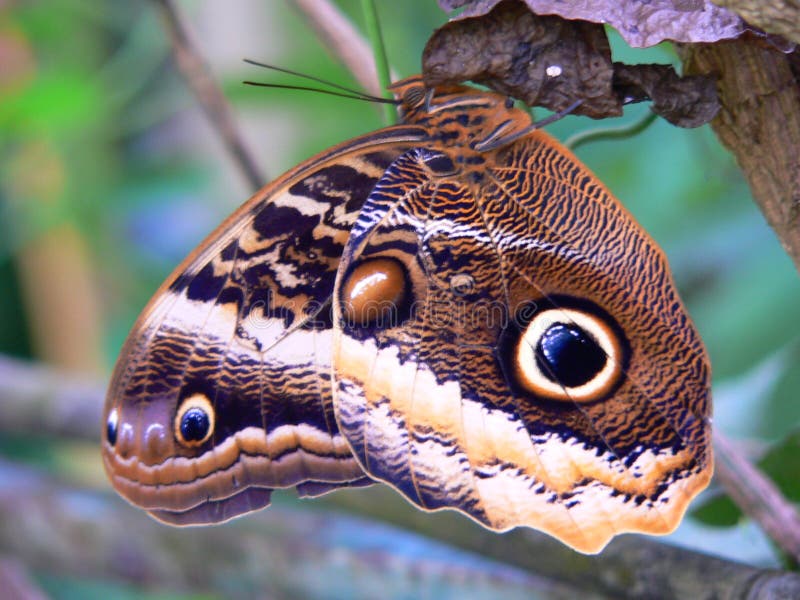 De vlinder van de uil stock afbeelding. Image of schoonheid - 13302187