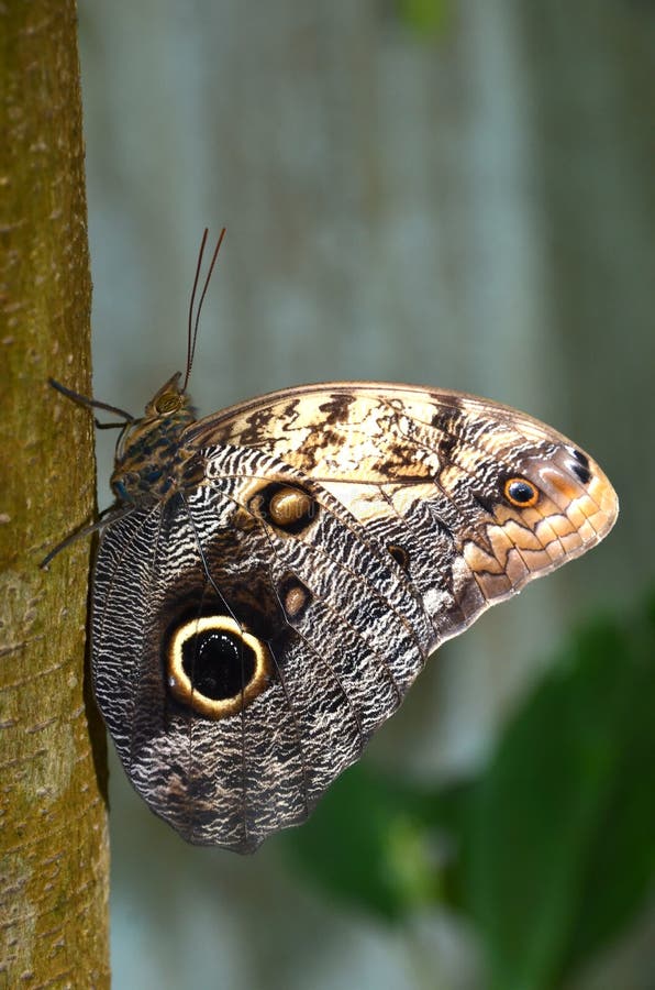 De Vlinder van de uil stock afbeelding. Image of tropisch - 22394869