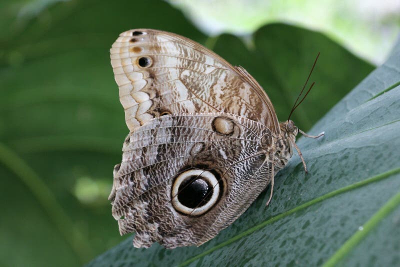 Uilvlinder stock afbeelding. Image of reus, tropisch - 38693283