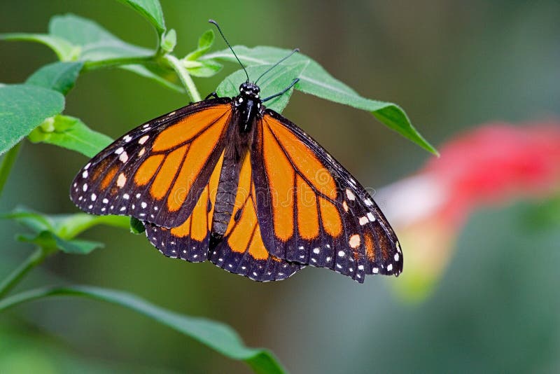 Vlinder Met Een Uil` S Oog Op De Vleugels Stock Foto - Image of vleugel ...