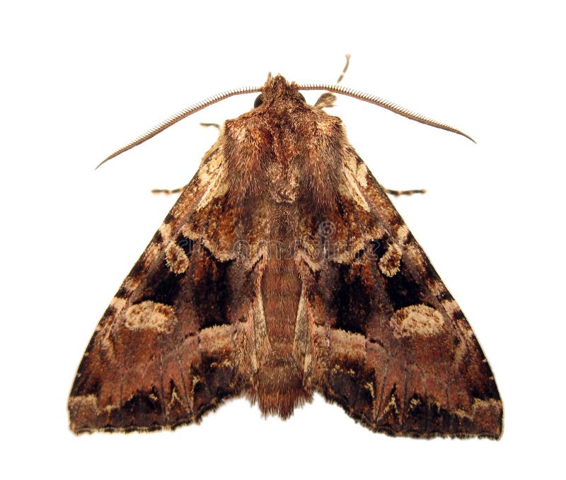 Bruine mot stock foto. Image of macro, vlinder, insect - 16691232