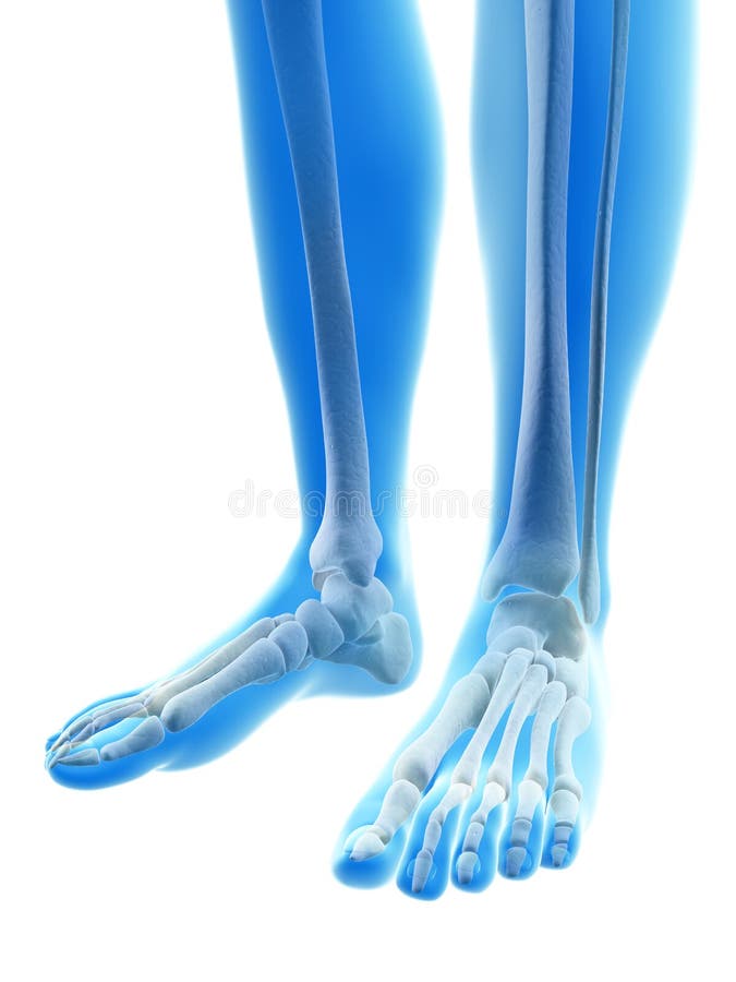 De voetbeenderen stock illustratie. Illustration of illustratie - 34776891