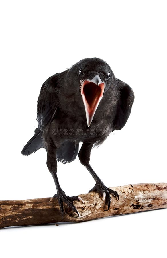 De vogel stock foto. Image of donker, wild, vliegen, raaf - 25246708