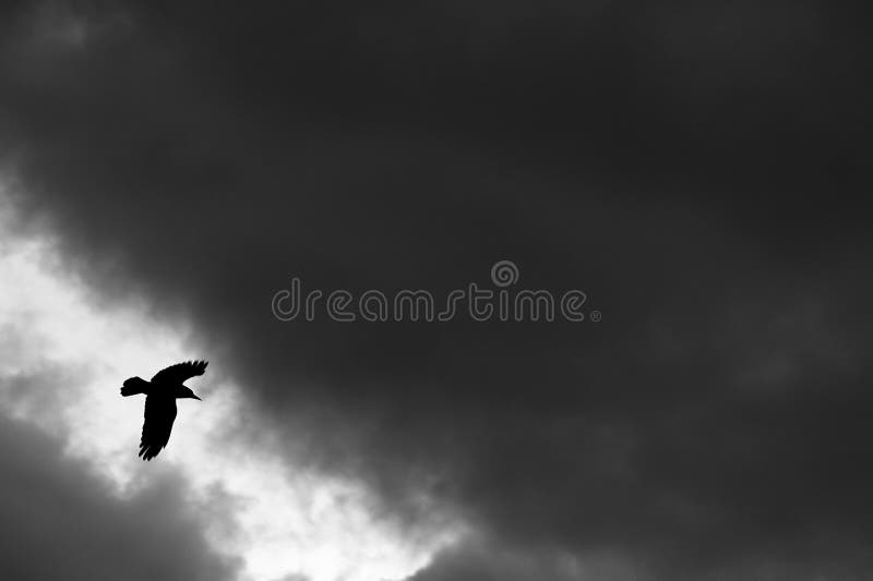 De Vogel Die Van De Raaf in De Nacht Vliegt Stock Foto - Image of vrij ...