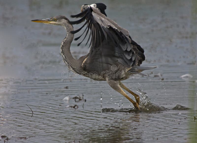 Reiger die opstijgt stock afbeelding. Image of bevallig - 23482451