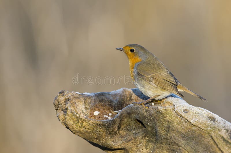 De Vogel Rode Borst Van Robin Stock Foto - Image of dier, leuk: 37221636
