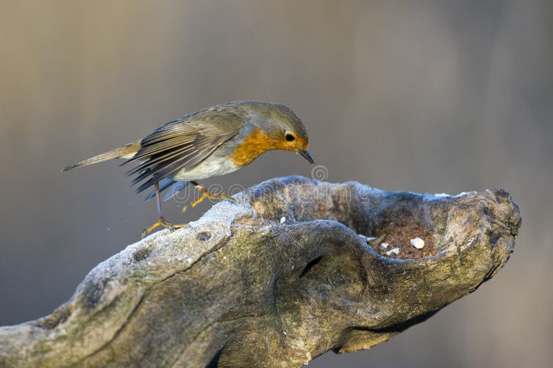 De Vogel Rode Borst Van Robin Stock Foto - Image of boom, geïsoleerd ...