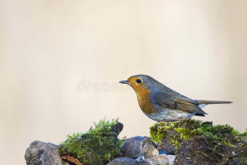De Vogel Rode Borst Van Robin in De Wintertijd Stock Afbeelding - Image ...