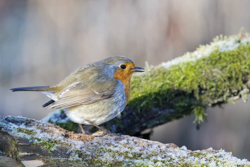 De Vogel Rode Borst Van Robin in De Wintertijd Stock Foto - Image of ...