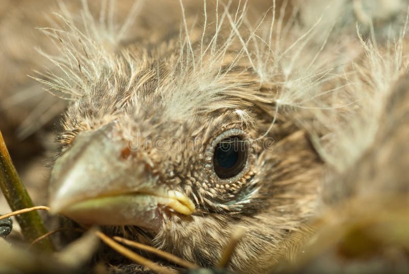 De Vogel Van De Baby in Nest Stock Foto - Image of moeder, vogels: 20422758