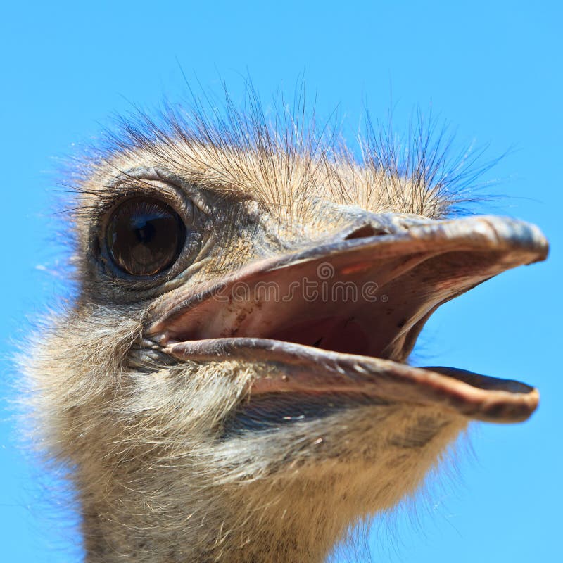 Voorportret Van Struisvogelkop En Hals in Een Park. Een Korte Foto Van ...