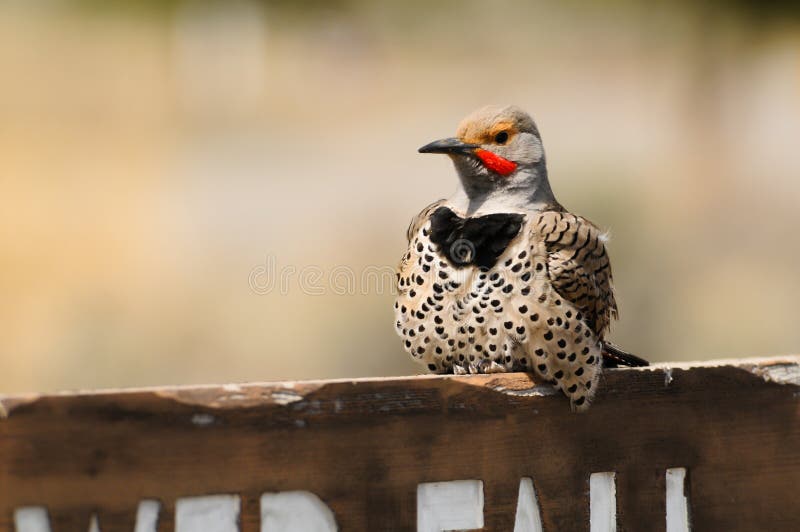 De vogel van de trilling stock foto. Image of topposities - 22719494