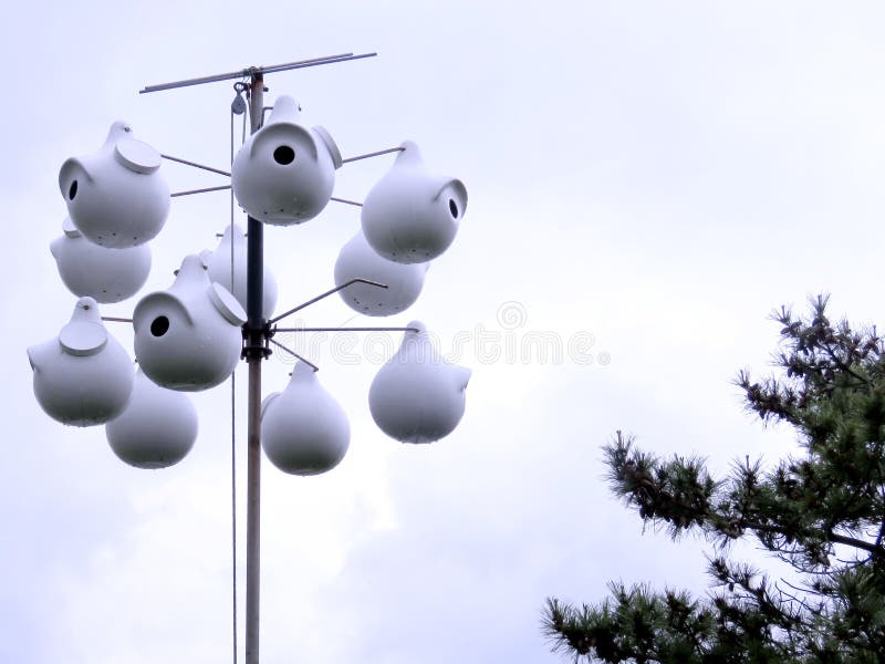 De Vogel Van Zuidenbethany Het Voeden Trog 2016 Stock Foto - Image of ...