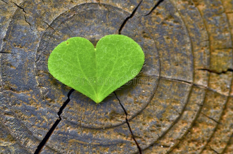 De Vorm Groen Blad Van De Liefde Stock Afbeelding - Image of hout, boom ...