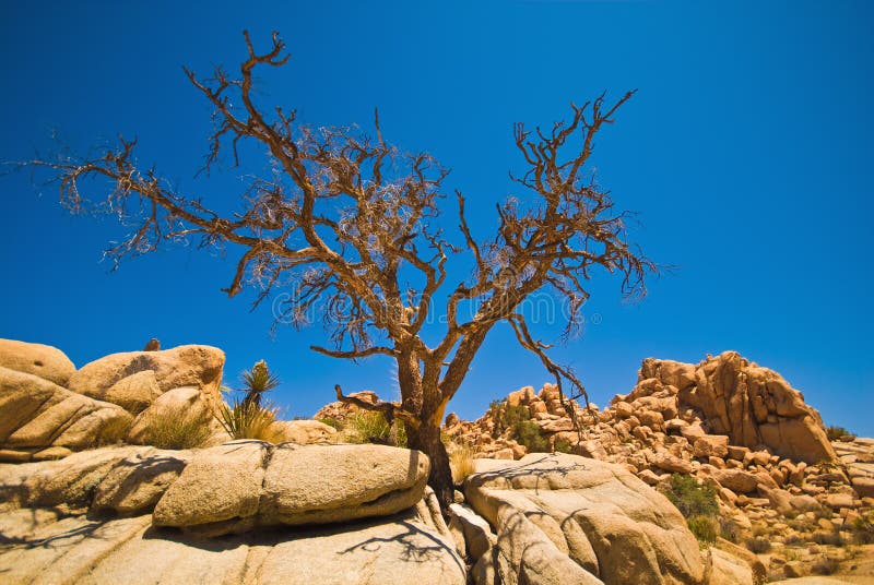 De Vormingen Van De Rots, Het Nationale Park Van De Boom Joshua Stock ...