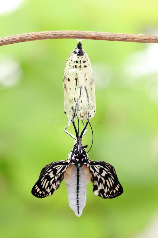 Vlinderchrysallis stock foto. Image of larven, cocon, schuilplaats ...