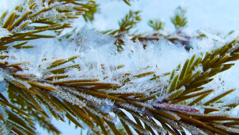 De vorst stock afbeelding. Image of installaties, spar - 109842615