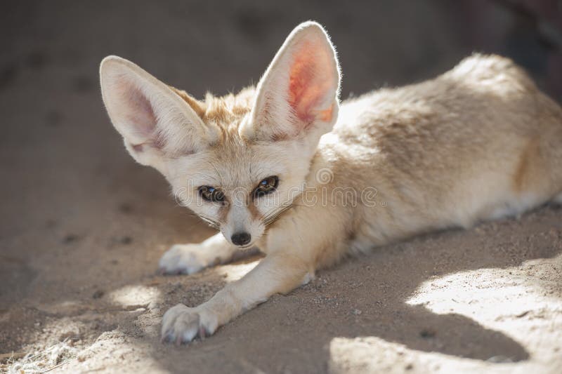 De Vos Van Fennec Van De Woestijnvos Stock Afbeelding - Image of ...