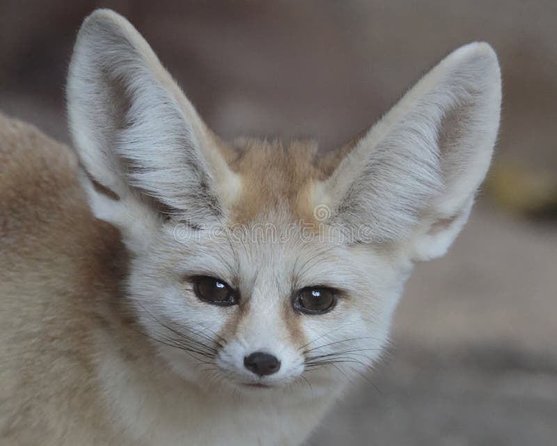 De Vos Van Fennec Van De Woestijnvos Stock Afbeelding - Image of ...