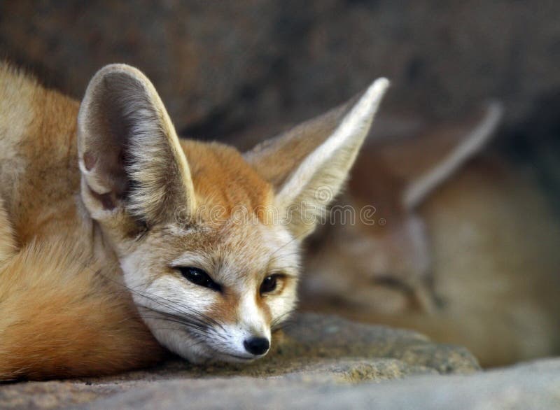 Fennek vos stock afbeelding. Image of sahara, verbleek - 33781499