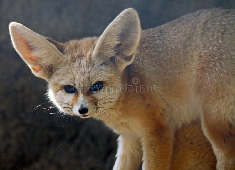 Fennekvos stock foto. Image of profiel, carnivoor, grond - 2450354