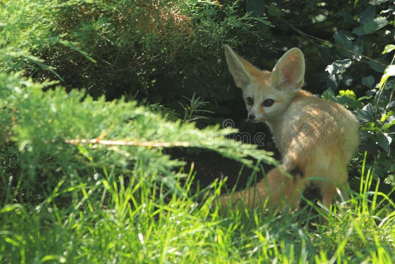 Fennecvos als huisdier stock foto. Image of beeld, bruin - 71108952