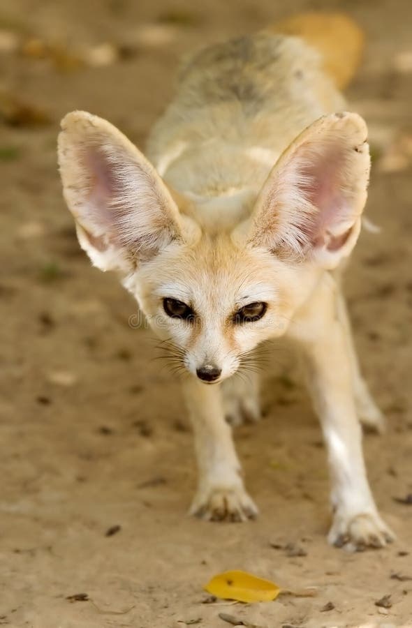 Fennekvos stock foto. Image of profiel, carnivoor, grond - 2450354