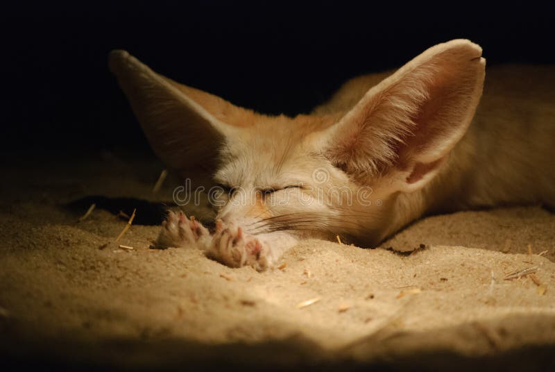 Nachtportret Van Fennecvos in Witte Woestijn, Farafra, Egypte Stock ...