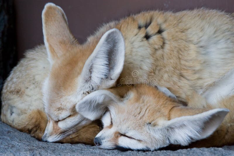 Fennekvos stock foto. Image of profiel, carnivoor, grond - 2450354