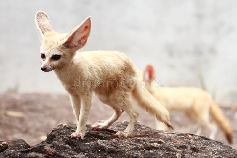 Witte Fennec-vos of Woestijnvos Met Groot Oor Stock Foto - Image of ...