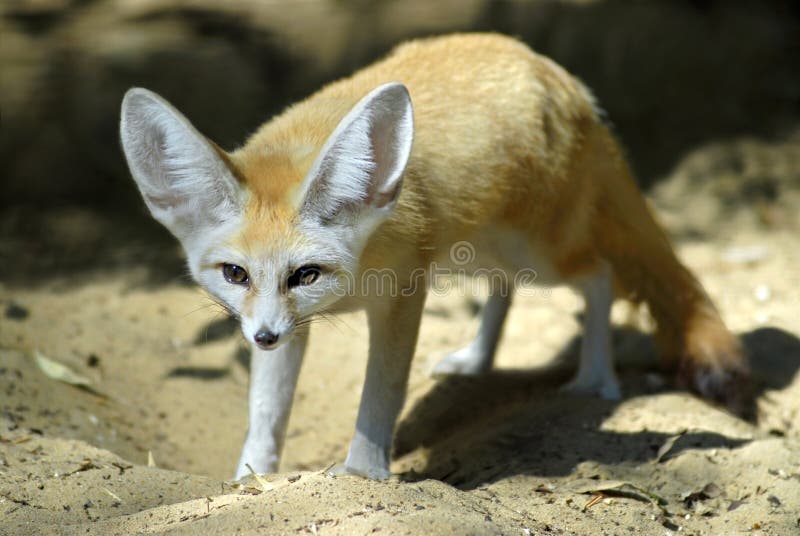 Fennekvos stock foto. Image of profiel, carnivoor, grond - 2450354