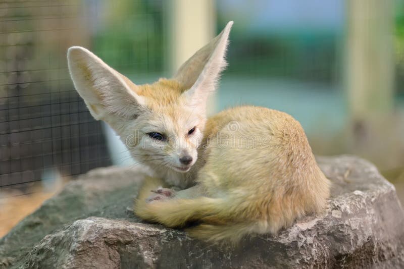 Witte Fennec-vos of Woestijnvos Met Groot Oor Stock Foto - Image of ...