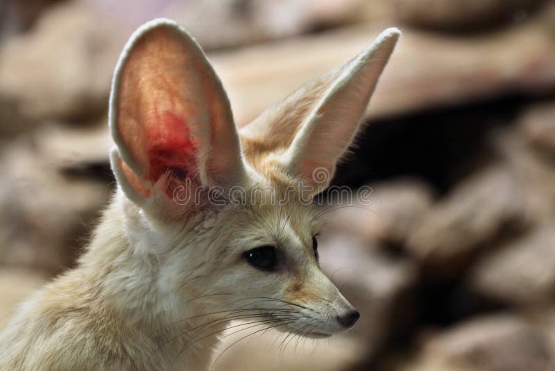 Witte Fennec-vos of Woestijnvos Met Groot Oor Stock Foto - Image of ...