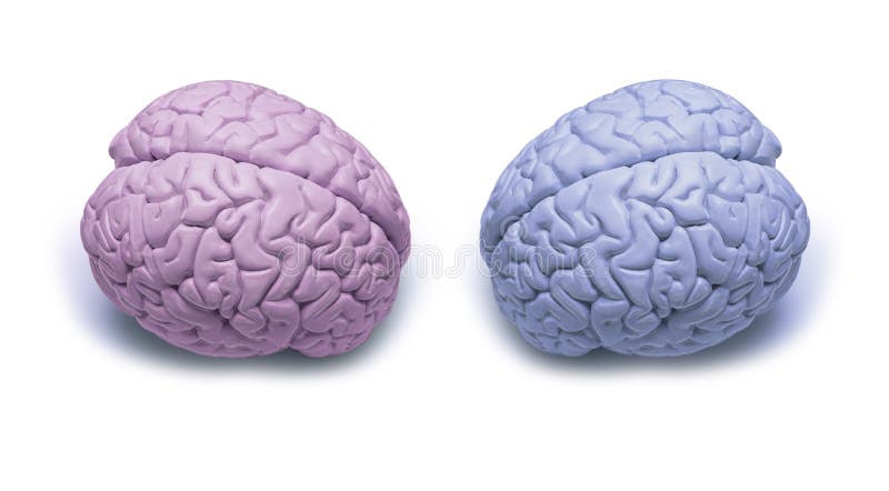 De Vrouw Berijmt De Hersenen Van De Man Stock Afbeelding - Image of ...