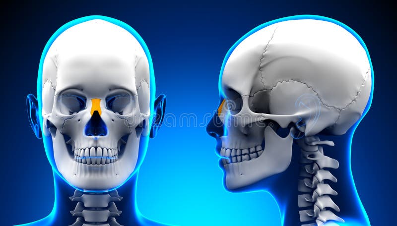 Neus been stock illustratie. Illustratie bestaande uit schedel - 8016244