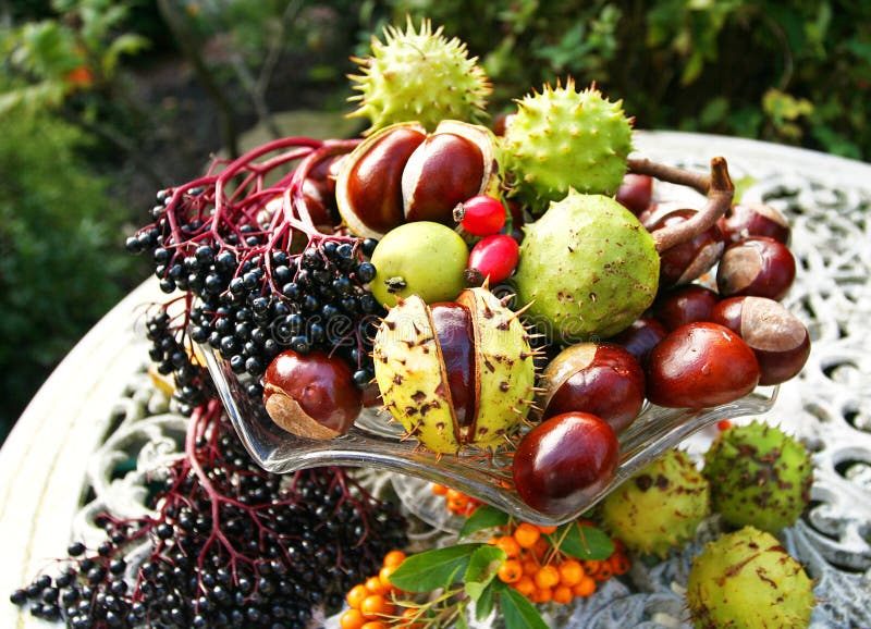De Vruchten Van De Herfst Van Het Seizoen Stock Afbeelding - Image of ...