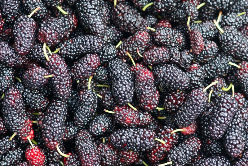 De Vruchten Van De Moerbeiboom Stock Foto - Image of voedsel, rood ...