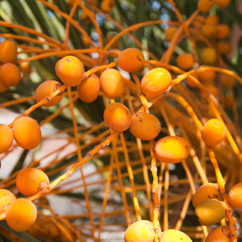 De Vruchten Van De Palm Close-up Stock Foto - Image of tropisch, palm ...