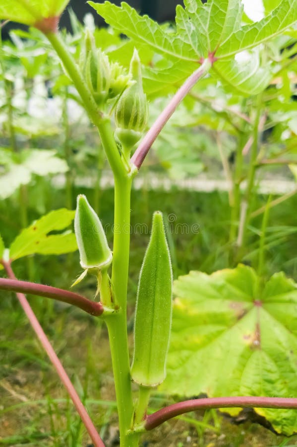 Pindaboom Op Witte Achtergrond Wordt Geïsoleerd Die Stock Foto - Image ...