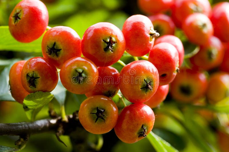 De Vruchtvorming Van Pyracantha Stock Foto - Image of najaar, rood: 3990826